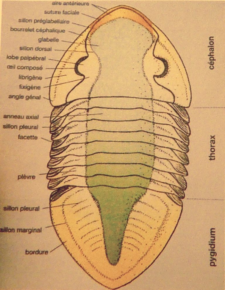 Les trilobites de la Dominelais … et plus encore | ANPF