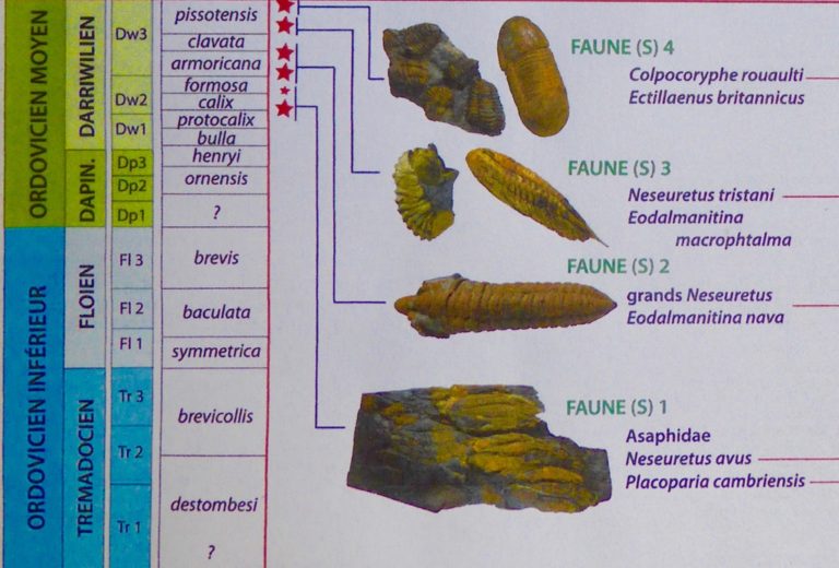 Les trilobites de la Dominelais … et plus encore | ANPF