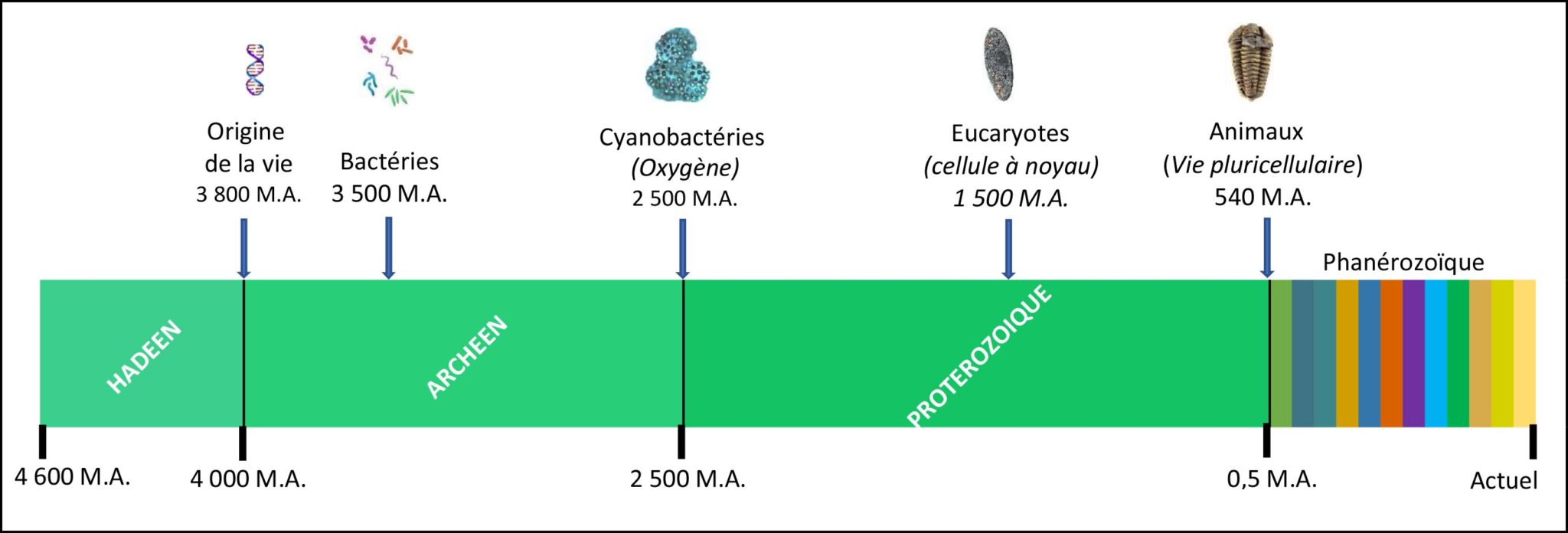 L’histoire de la vie sur Terre | ANPF